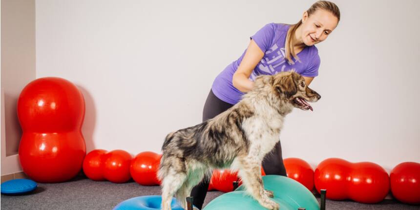 13+ Courses to Become A Dog Trainer Right Now