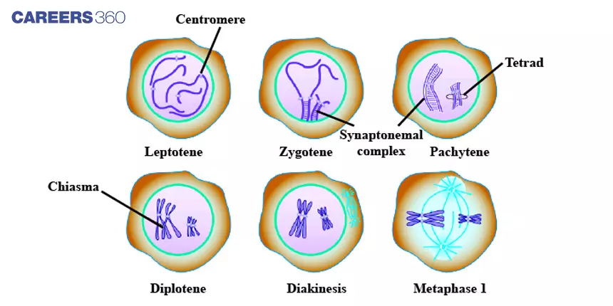 NEET Biology: Stages Of Meiosis With Lecture Video