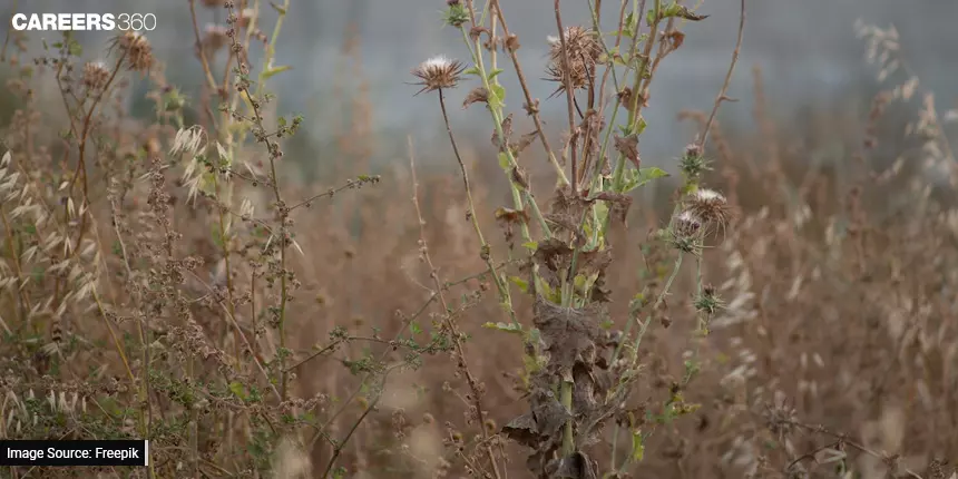 Impact of Weeds on Crops and How to Prevent Them