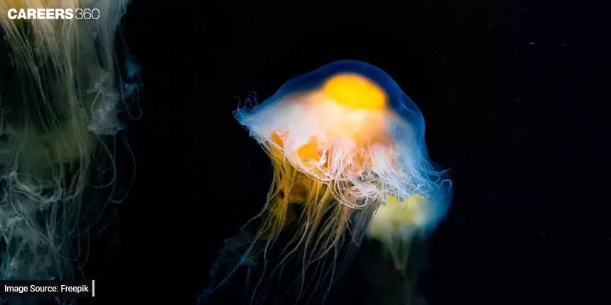 The Science Behind Bioluminescence