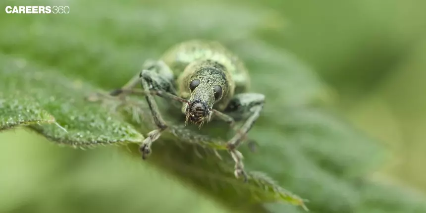 Mimicry And Camouflage: Difference, Types, Examples