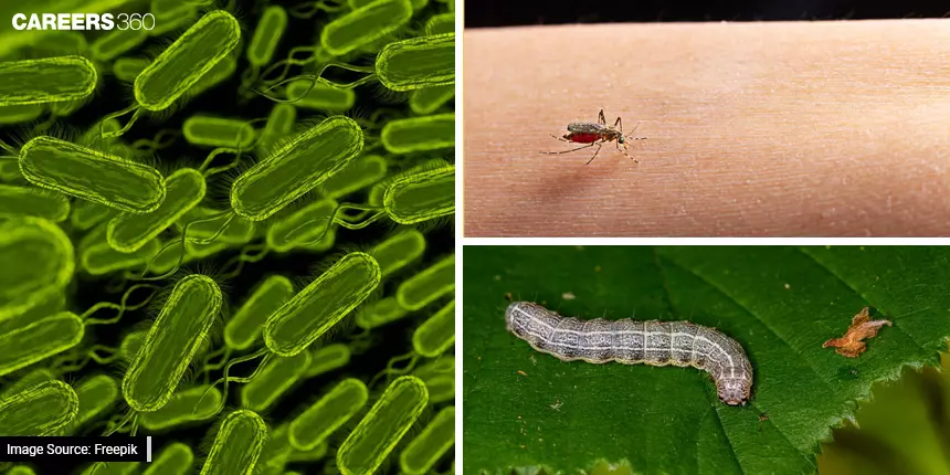 How Do Parasites Survive by Exploiting Other Organisms?