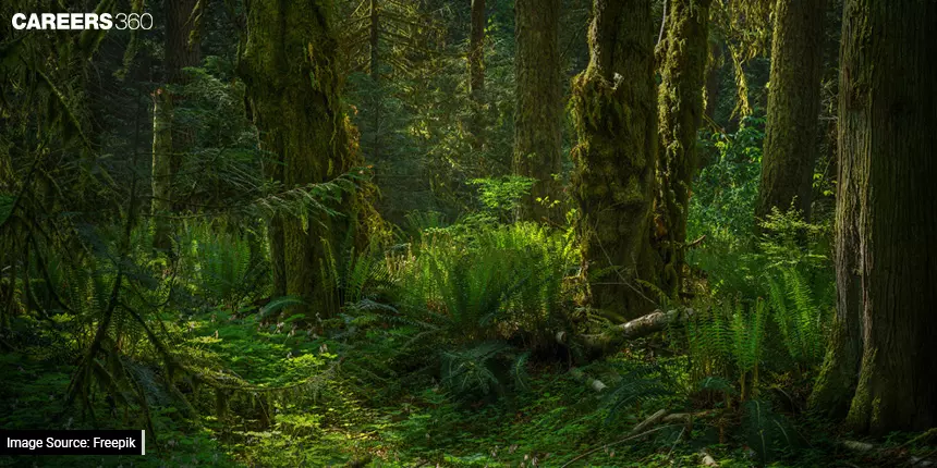 Forest Microclimate: Impact of Microclimate on The Environment