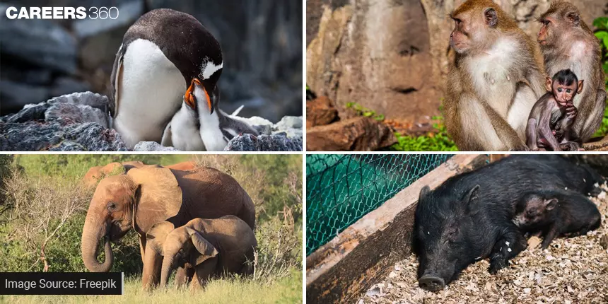 Maternal Behaviour of the Animals Moms Towards Their Young Ones