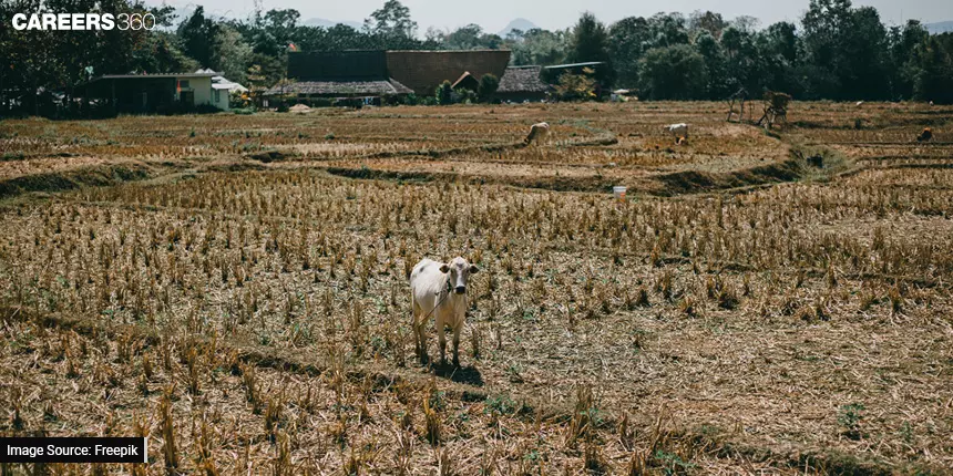How Does Water Scarcity Affect Agriculture Production?