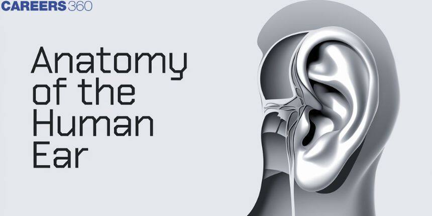 Anatomy of the human ear : Structure, Function, & Parts