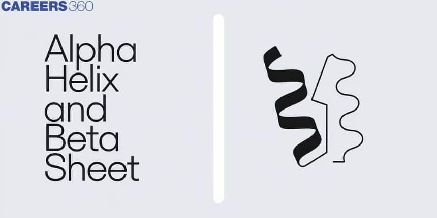 Alpha Helix And Beta Sheet: Introduction, Structure, Types, Difference ...