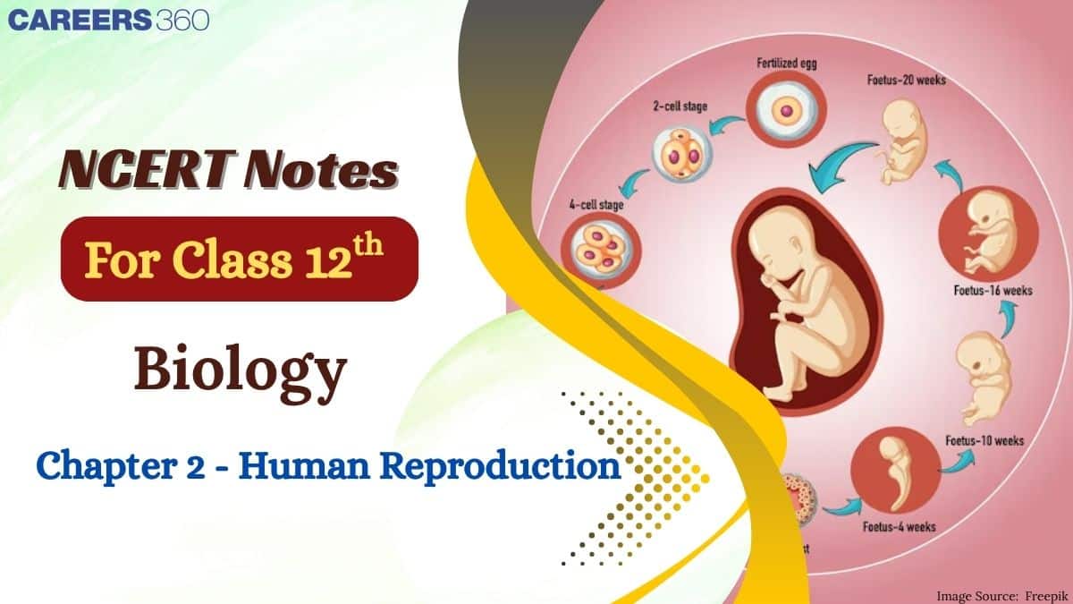 NCERT Class 12 Biology Chapter 3 Notes Human Reproduction