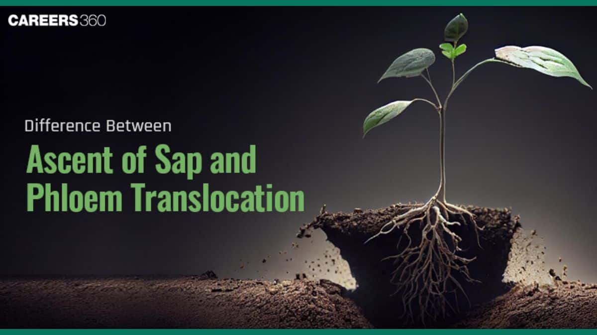 Difference Between Ascent Of Sap And Phloem Translocation