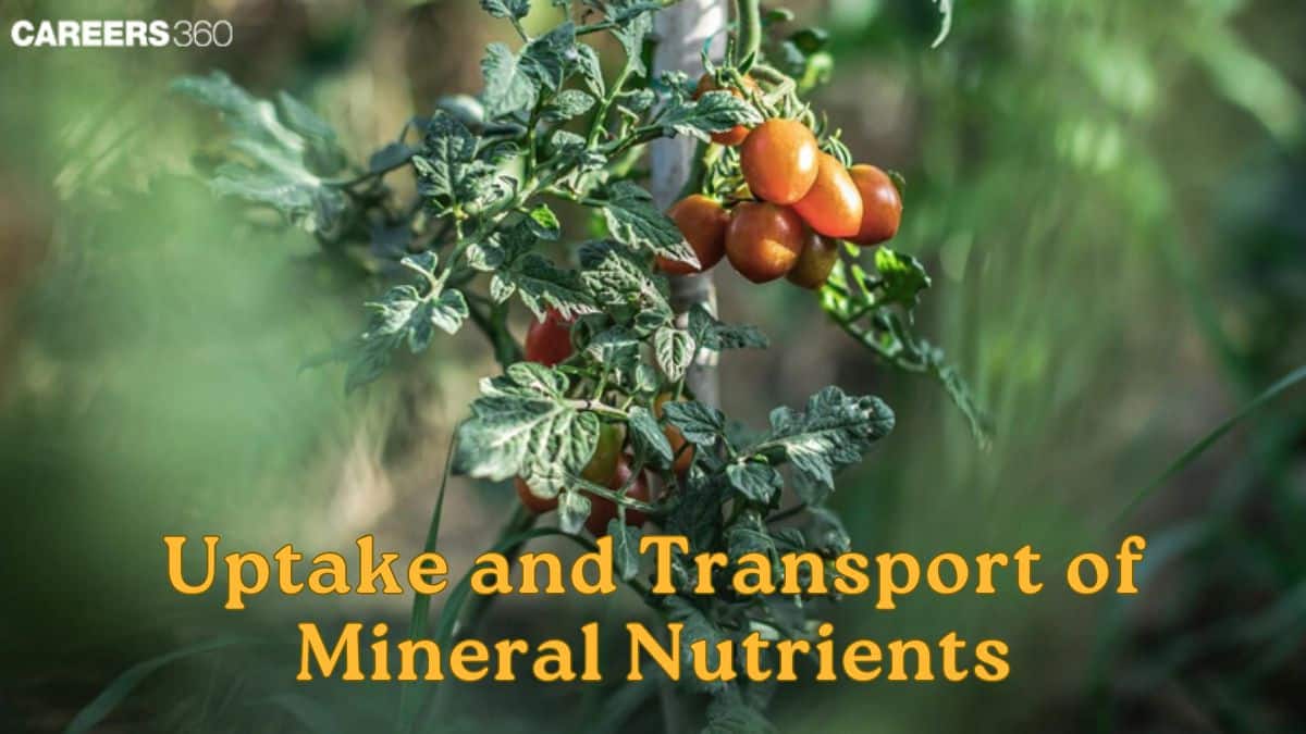 Uptake And Transport Of Mineral Nutrients