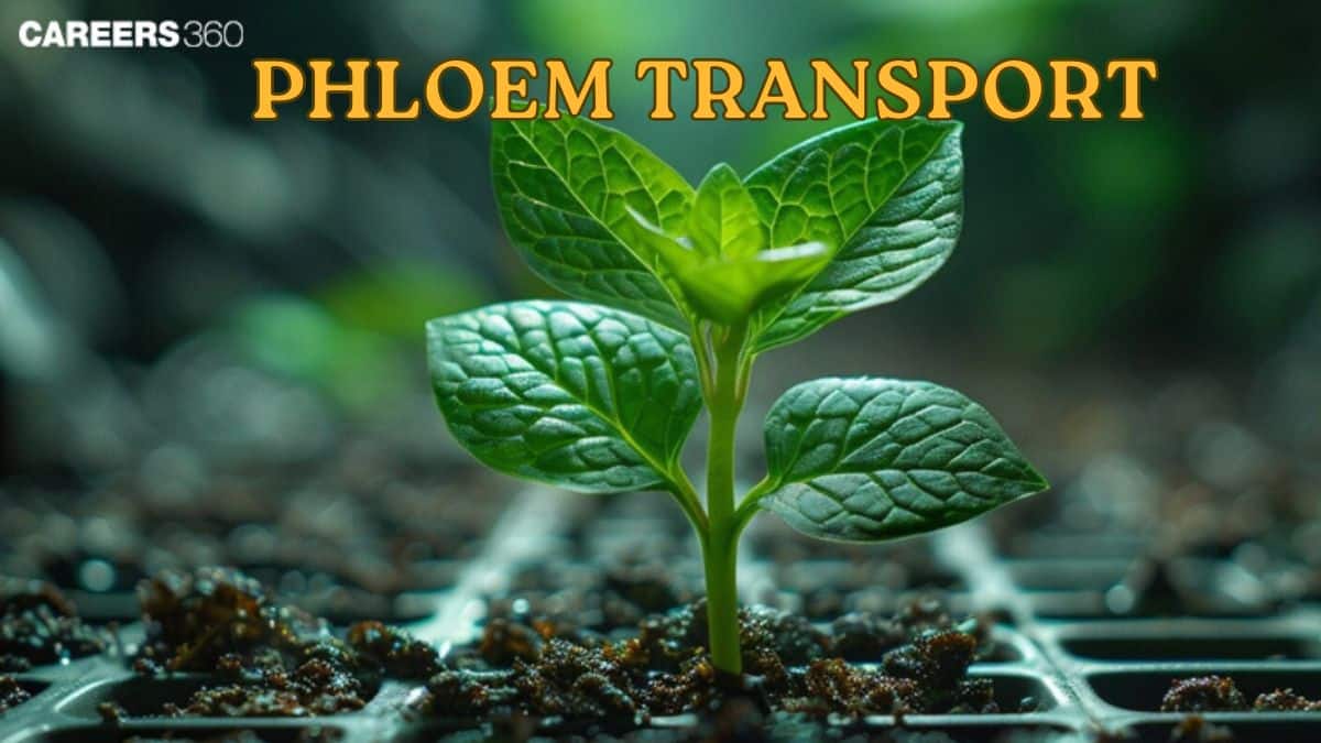 Phloem Transport Flow From Source to Sink, Difference between Source ...