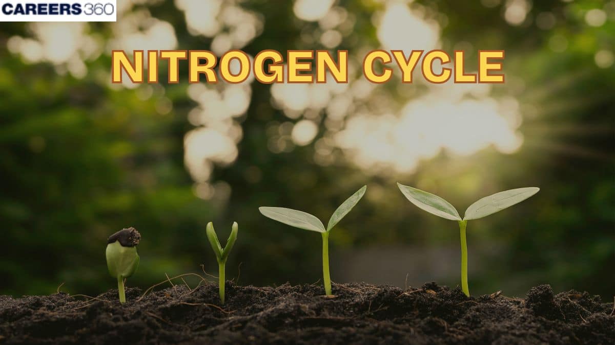 Nitrogen Cycle: Definition, Diagram, Steps And Chart