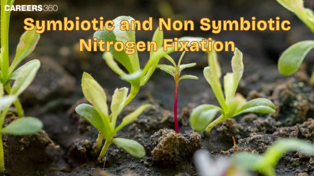 Symbiotic And Non Symbiotic Nitrogen Fixation