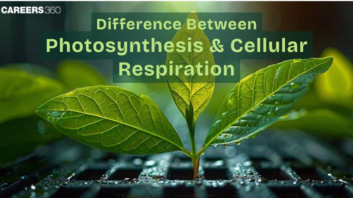 Difference Between Photosynthesis and Cellular Respiration: Types ...