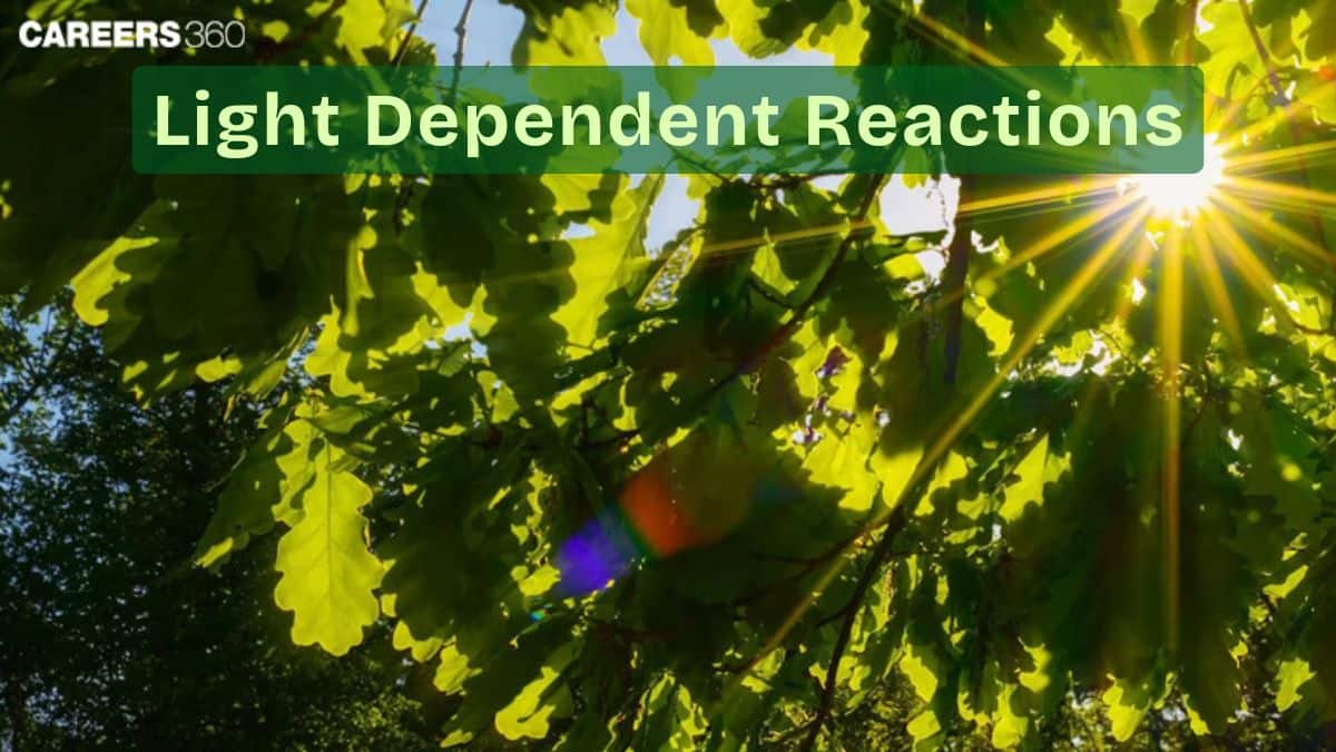 Light Dependent Reactions: Definition, Examples, Diagram, Process ...