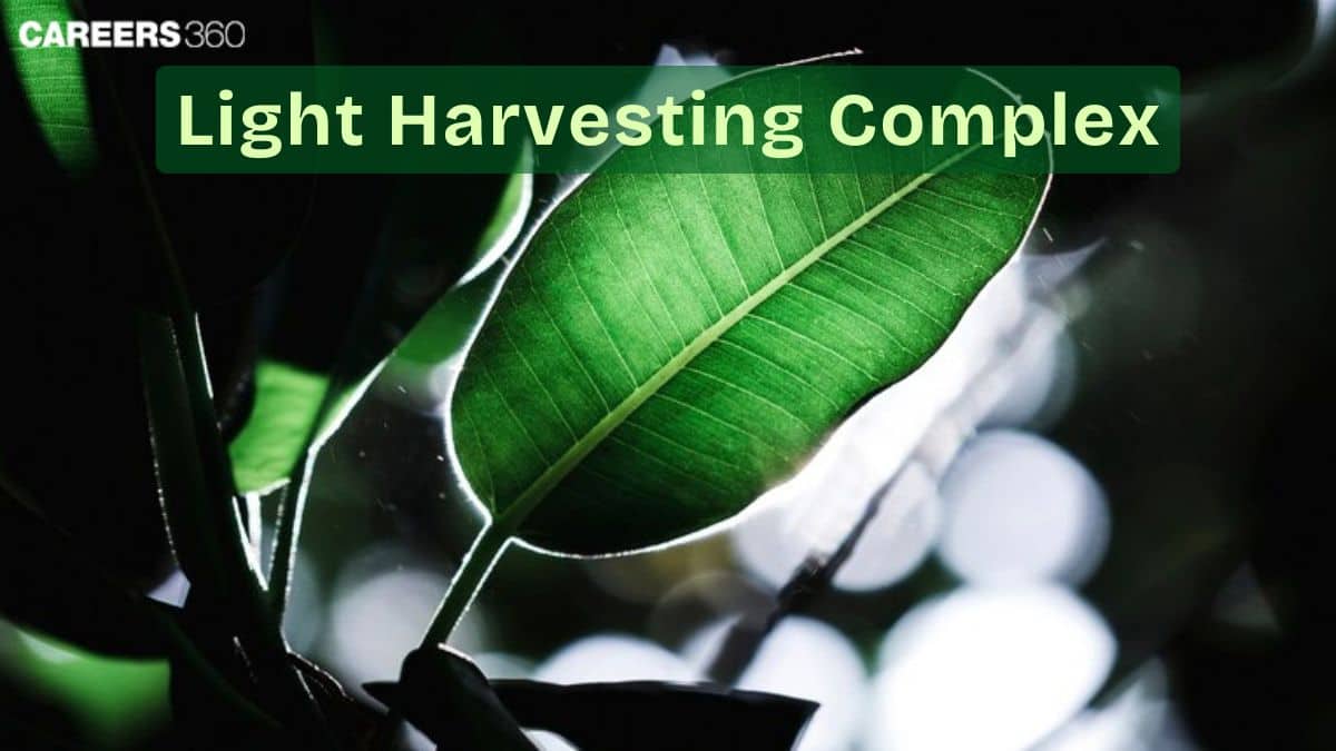 Light Harvesting Complex: meaning, diagram