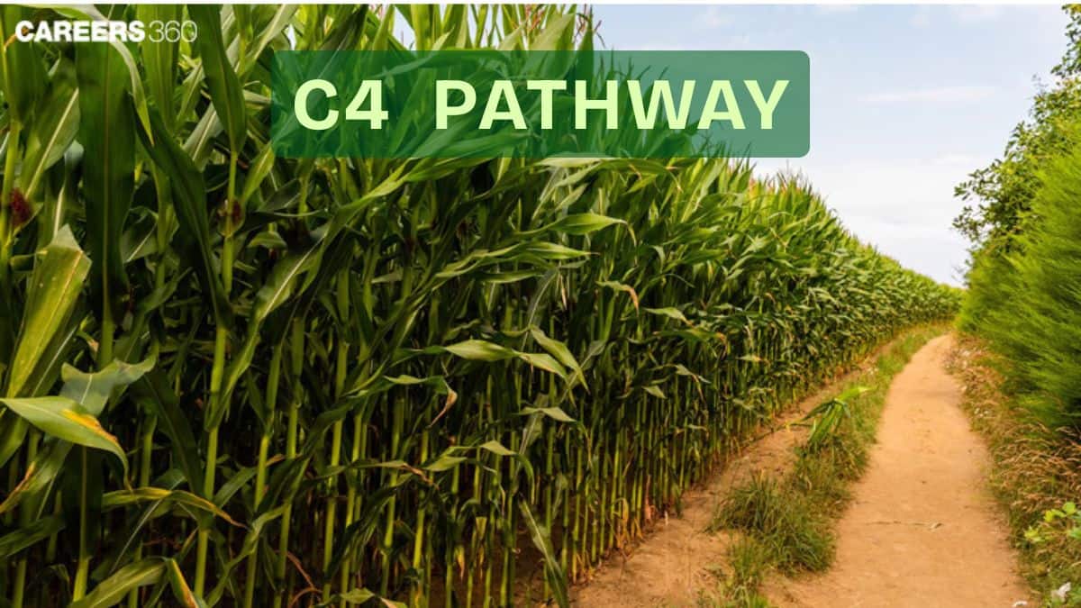 C4 Pathway: Steps, Differences and FAQ