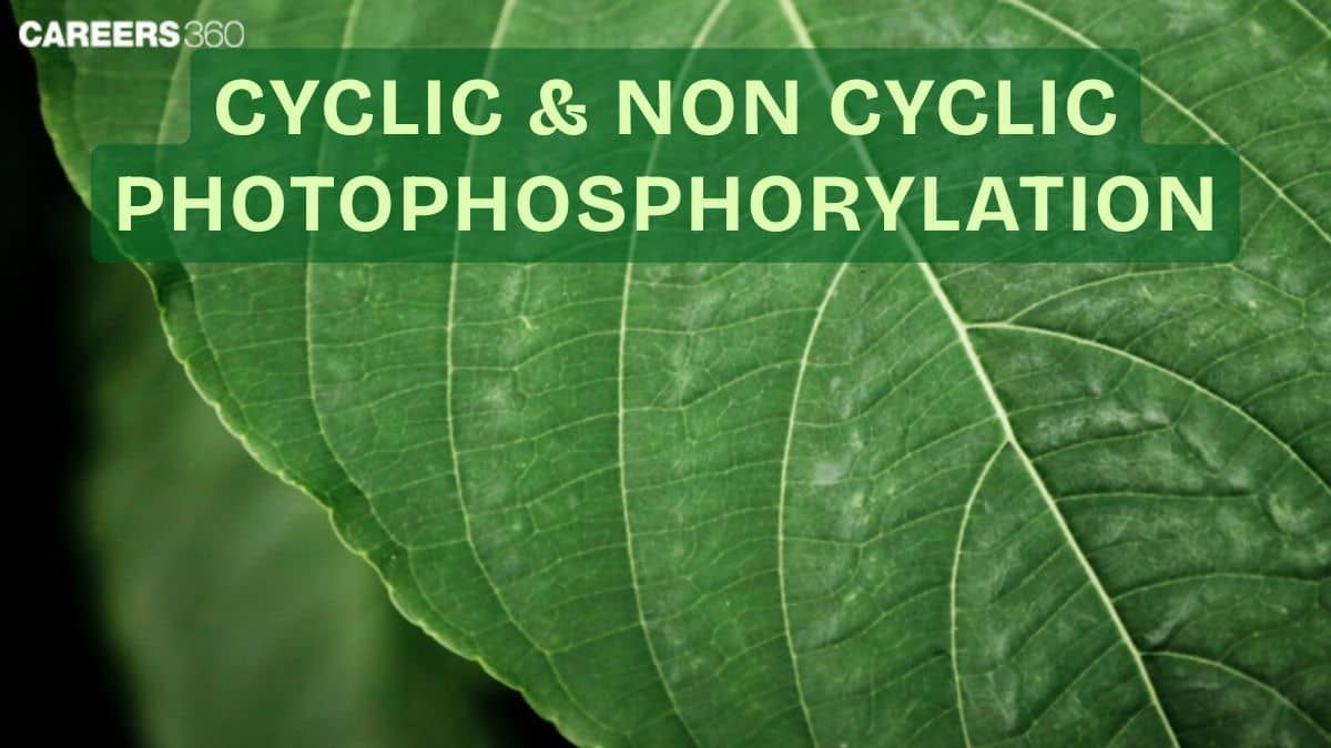 Cyclic And Non Cyclic Photophosphorylation: Difference, Diagram