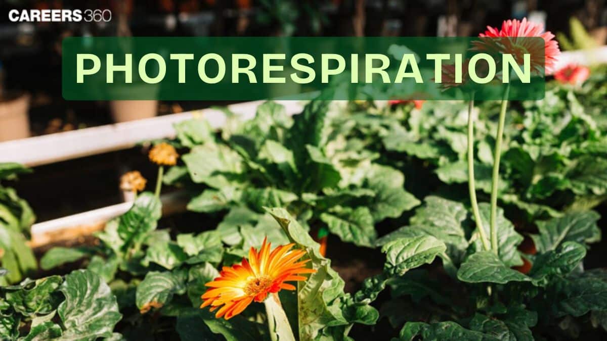Photorespiration: Definition, Diagram, Process, Cycle, Topics, Examples