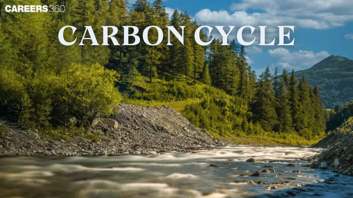Carbon Cycle: Definition, Process, Diagram, Steps, Importance