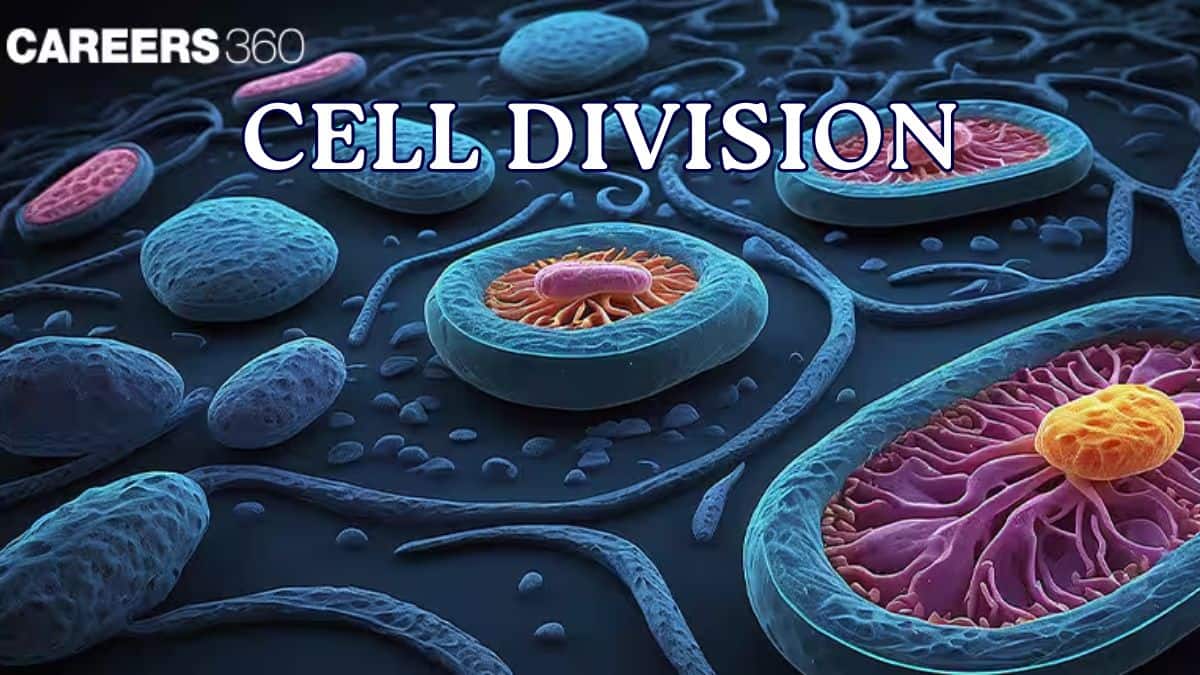 Cell Division: Mitosis, Meiosis, Phases of Cell Cycle & FAQ