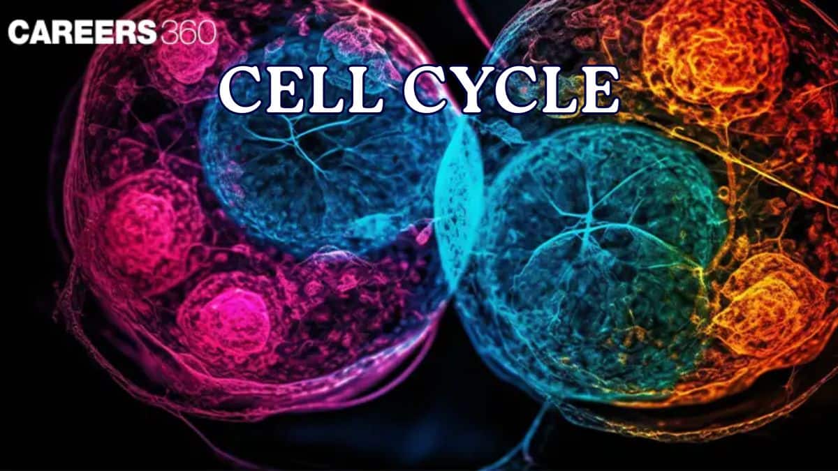 Cell Cycle - Definition, Phases, Examples, Diagram, Functions, structure