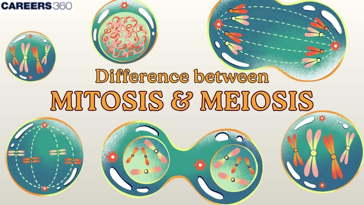 Difference Between Mitosis And Meiosis: Overview, Diagram