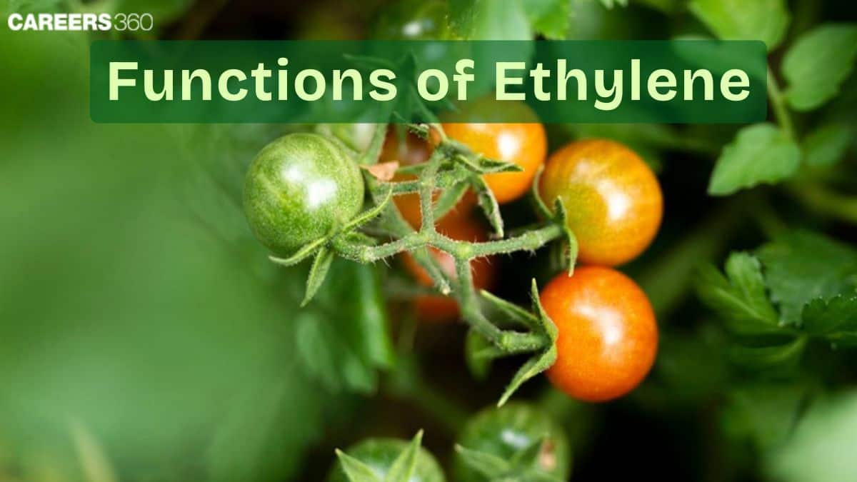 ethylene in plants function