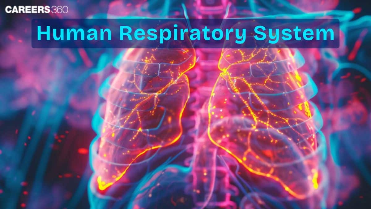 Human Respiratory System: Anatomy & Functions