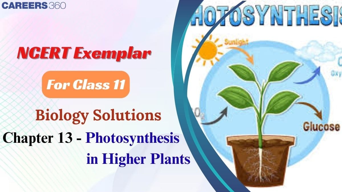 NCERT Exemplar Class 11 Biology Solutions Chapter 13 Photosynthesis in ...