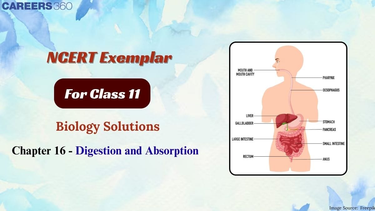 NCERT Exemplar Class 11 Biology Solutions Chapter 16 Digestion and ...