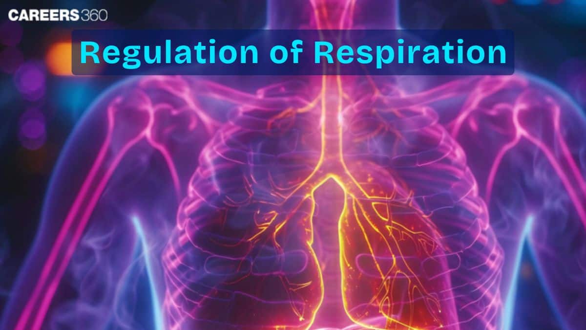 Regulation Of Respiration: Definition, Function And Diagram