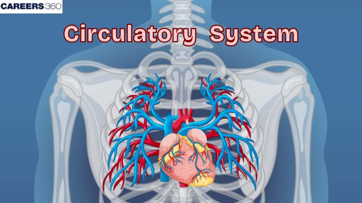 Circulatory System- Definition, Function and Diagram