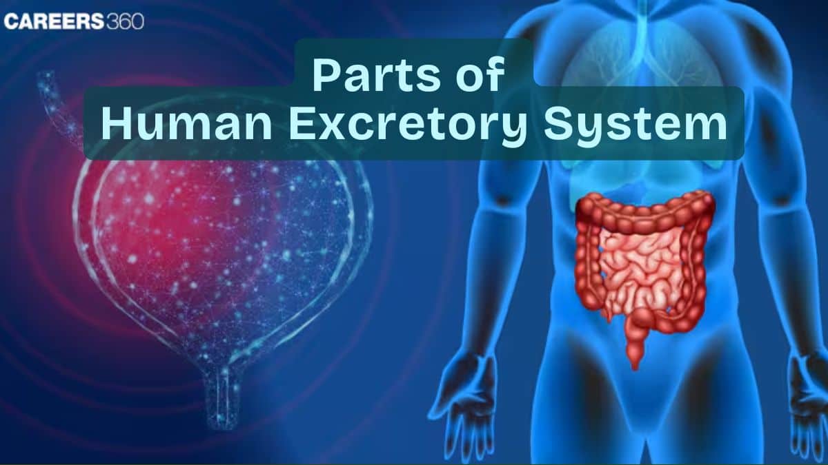 Parts of Human Excretory system: Organs, Functions, Diagrams