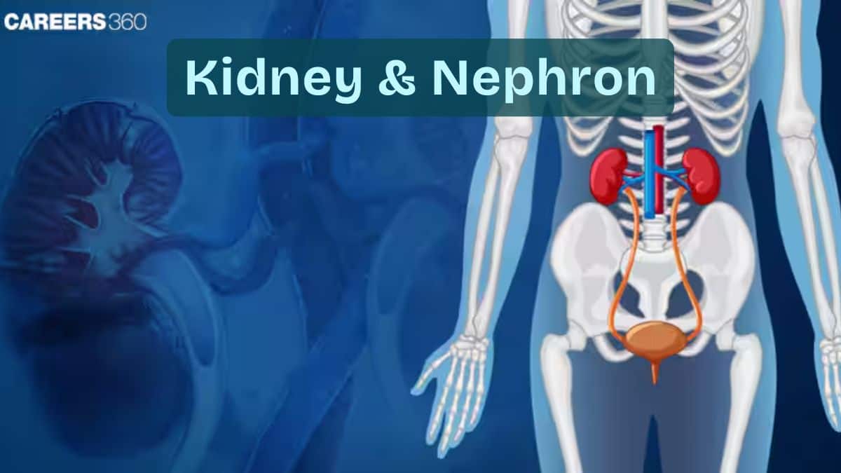 Kidney and Nephron – Diagram, Definition, Function, Structure, Facts