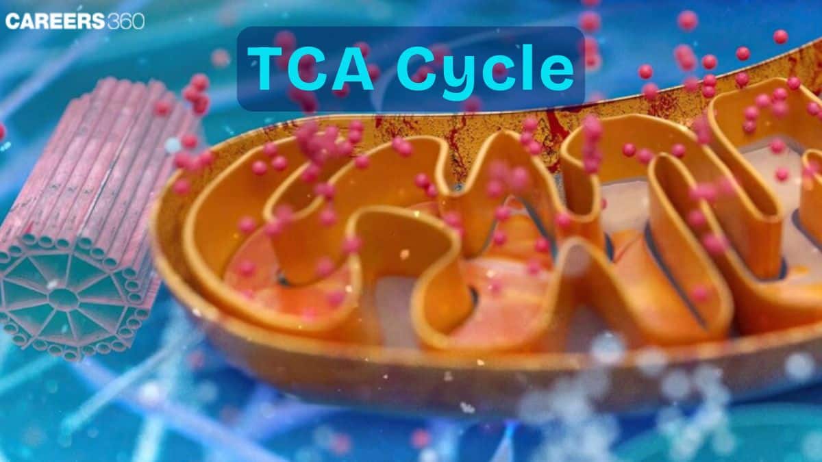 TCA Cycle (Tricarboxylic Acid Cycle): Biochemistry, Metabolism, Enzymes