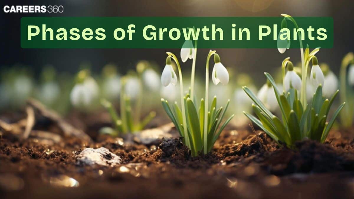 Phases of growth in plants: Definition, Process & Phases