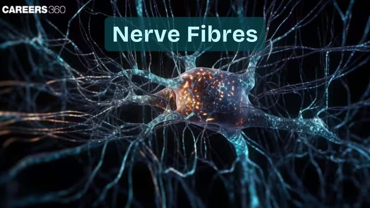 Nerve Fibres- Properties And Classification