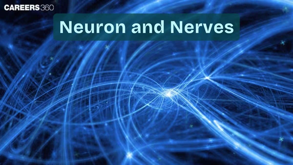 Neuron And Nerves: Types, Function, Anatomy, Introduction, Difference