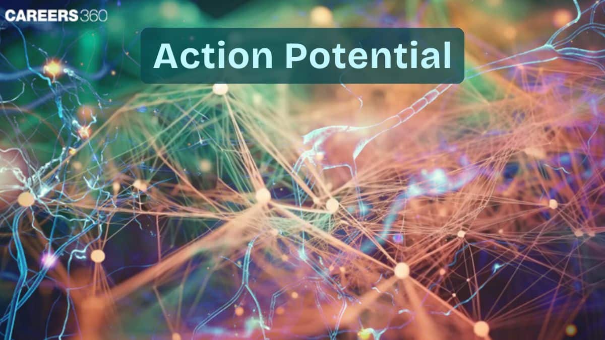 Action Potential: Definition, Steps, Facts, Phases, FAQs