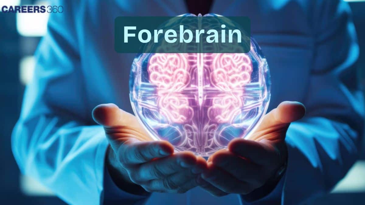 Forebrain: Definition, Function, Structures, Diagram, FAQs