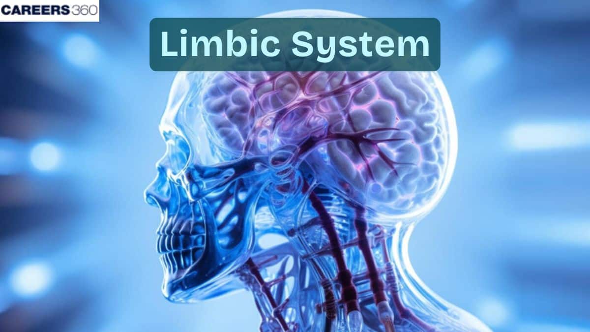 Limbic System: Overview, Definition, Function, Meaning