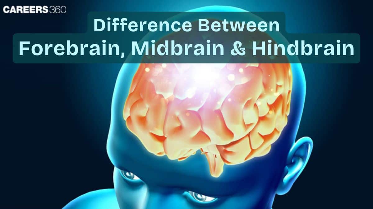 Difference between Forebrain, Midbrain, and Hindbrain: Functions & Diagrams