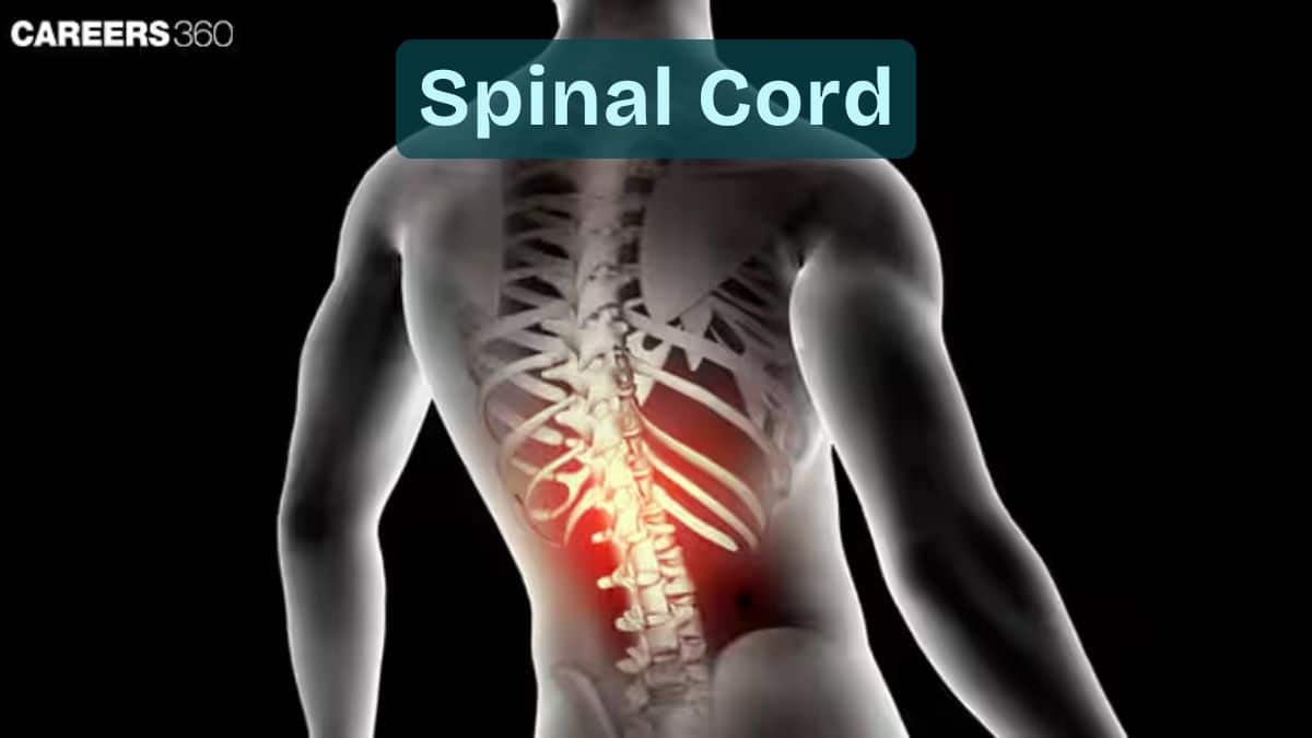 Spinal Cord- Definition, Anatomy, Function & Disorders