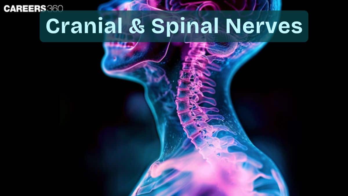 Cranial vs Spinal Nerves: Functions, Pathways & Differences