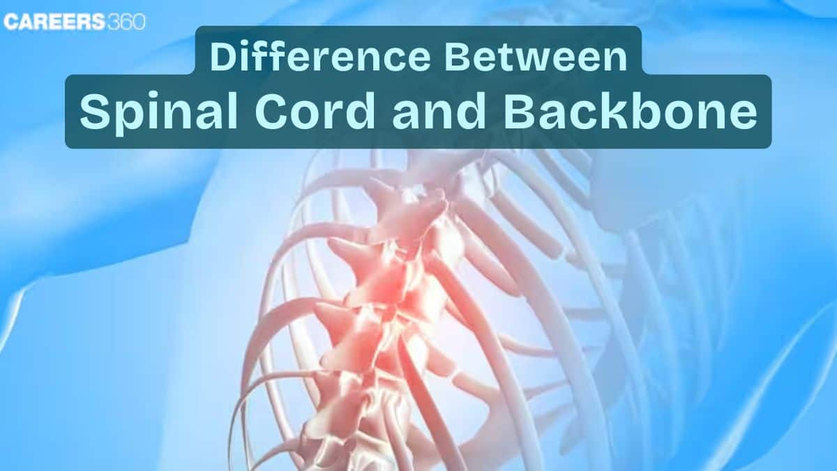 Spinal Cord vs Backbone: Structure, Functions & Differences
