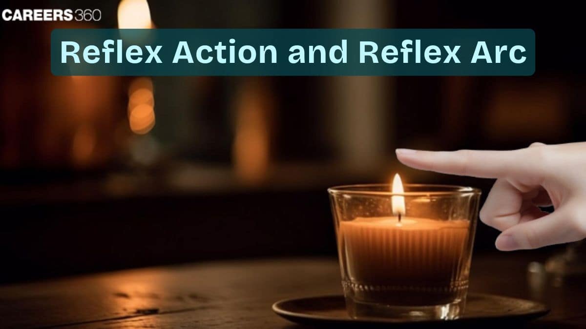 Reflex Action and Reflex Arc: Definition, Pathway & Examples