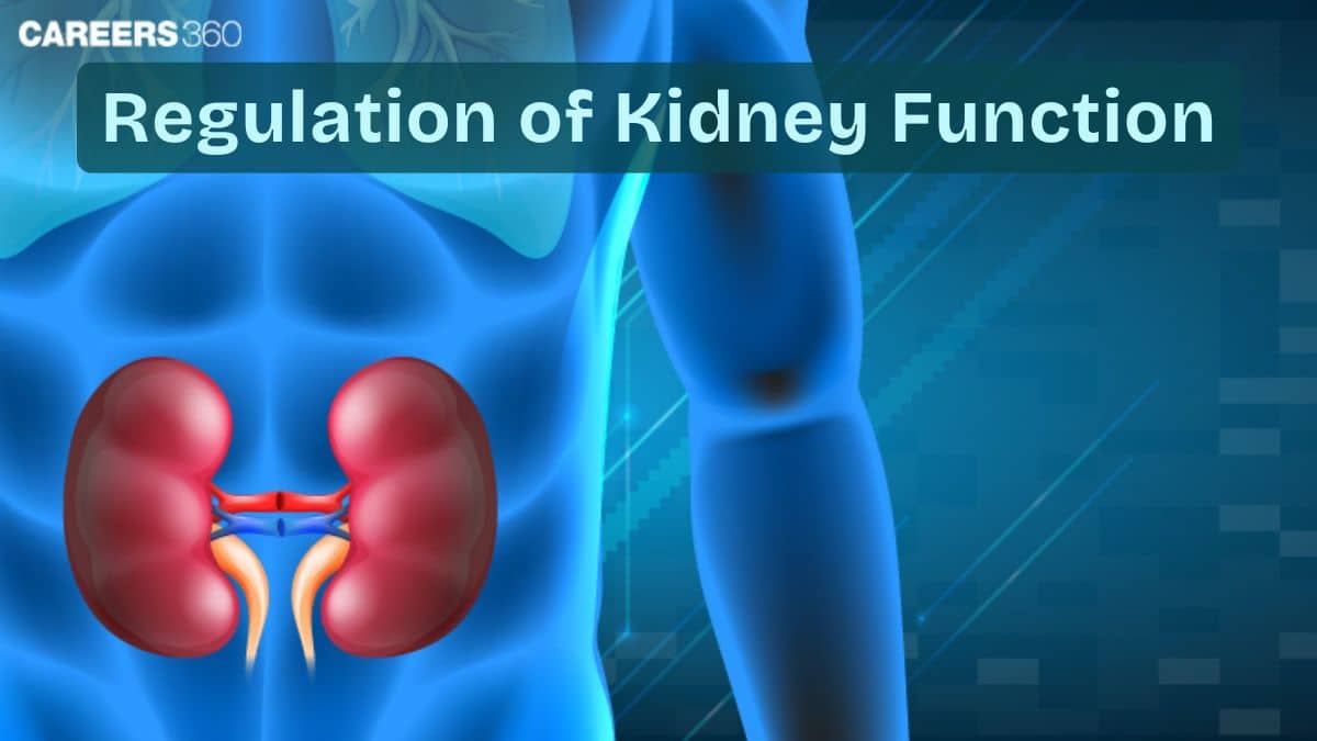 Regulation Of Kidney Function- Structure, Flow Chart, Regulation