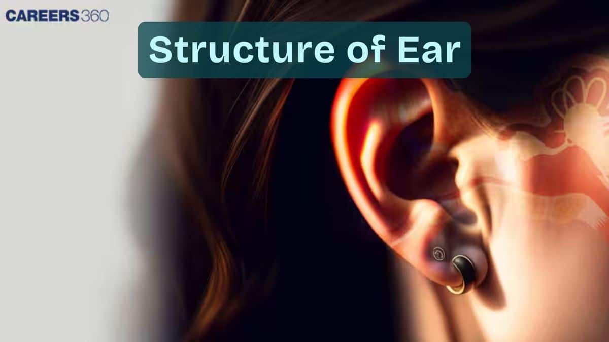 Human Ear Structure: Parts, Functions, Hearing & Balance