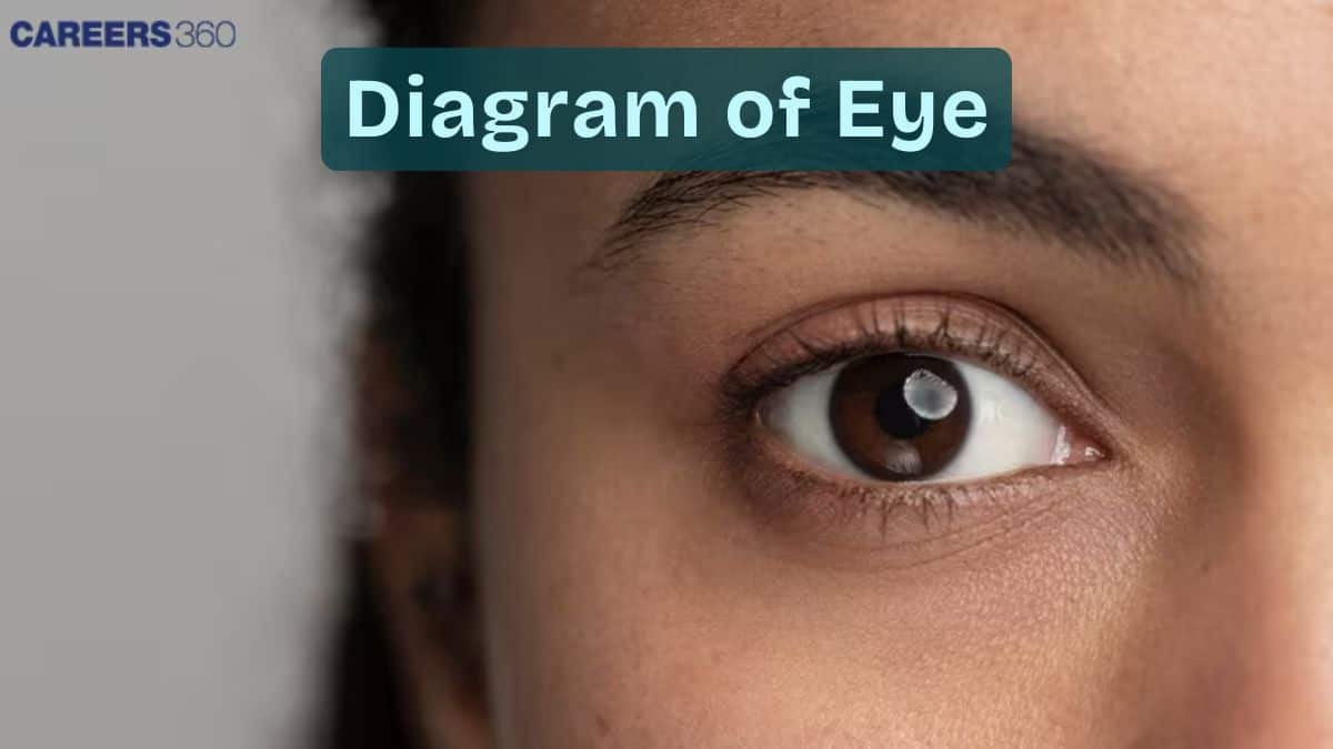 Human Eye Diagram: Structure & Functions (NEET Notes)